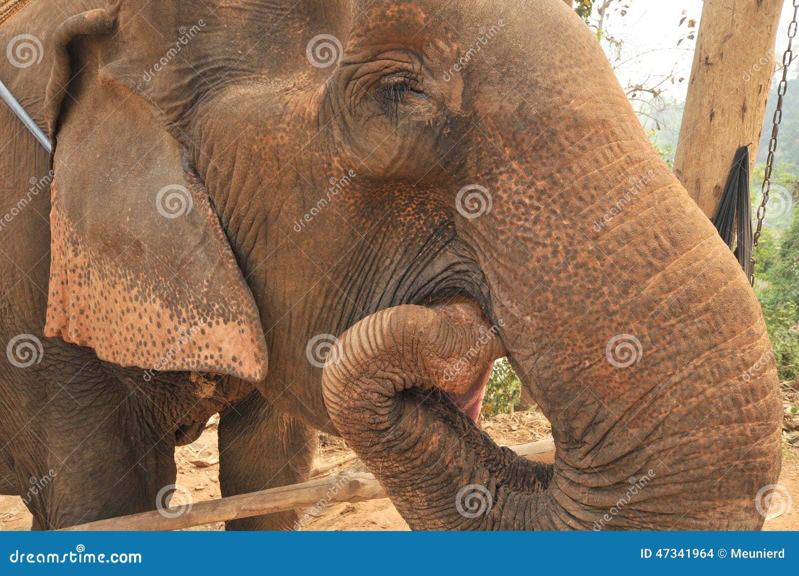 Asian elephant stock photo. Image of ceylon, aged, snout - 47341964