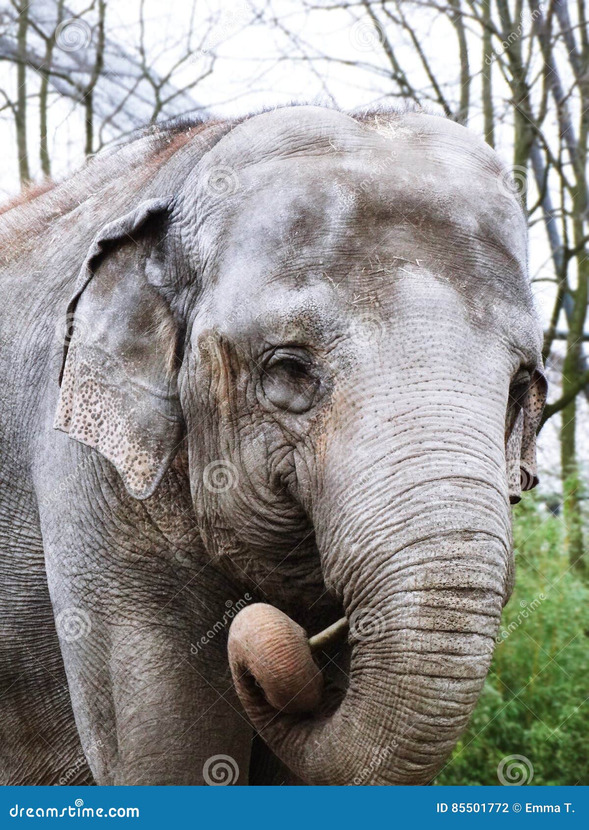 Asian Elephant Head stock photo. Image of asia, indian - 85501772