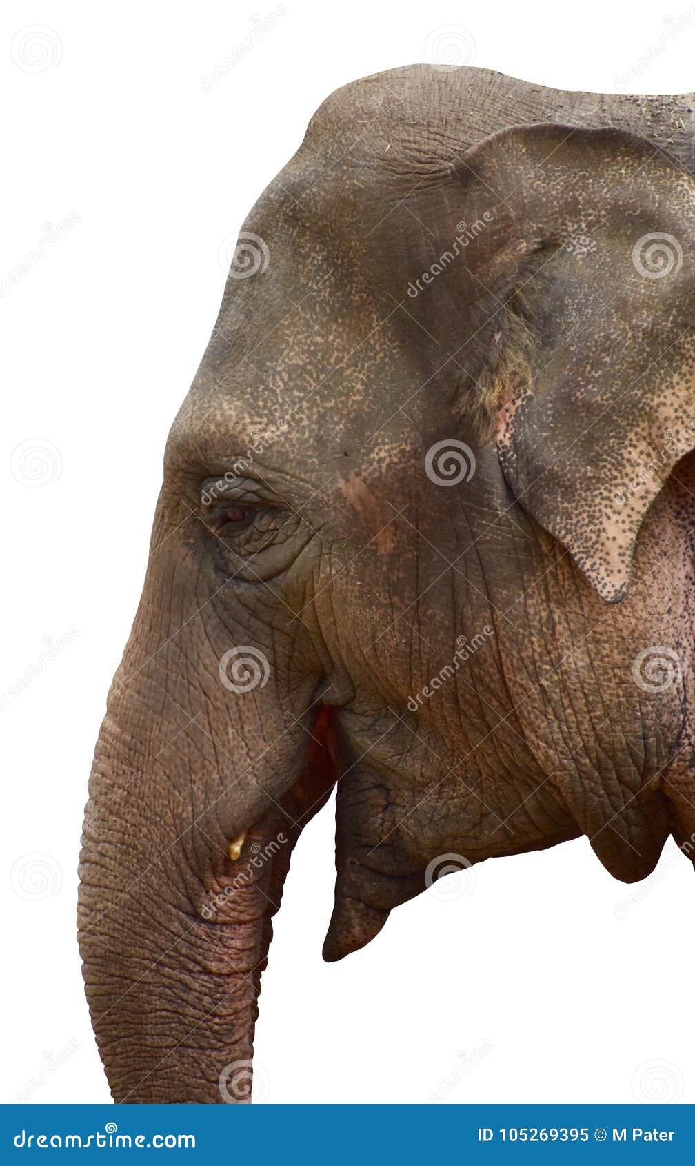 Asian Elephant Head