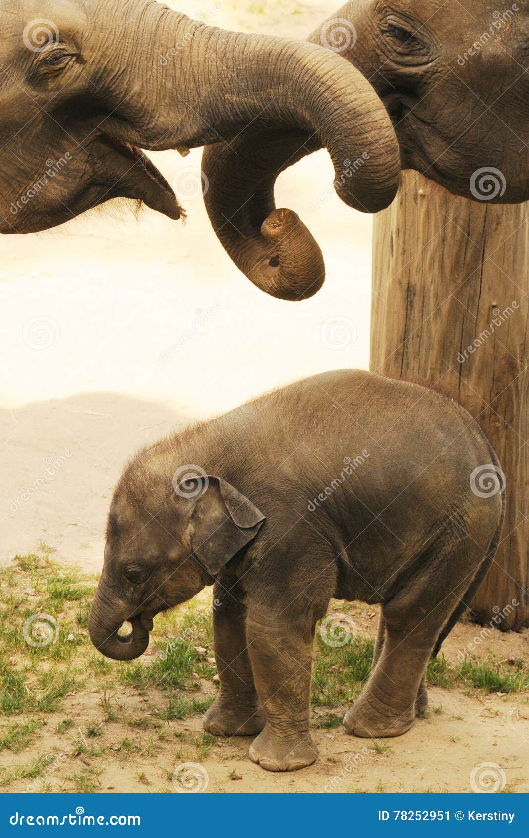 Asian elephant stock image. Image of zoology, offspring - 78252951