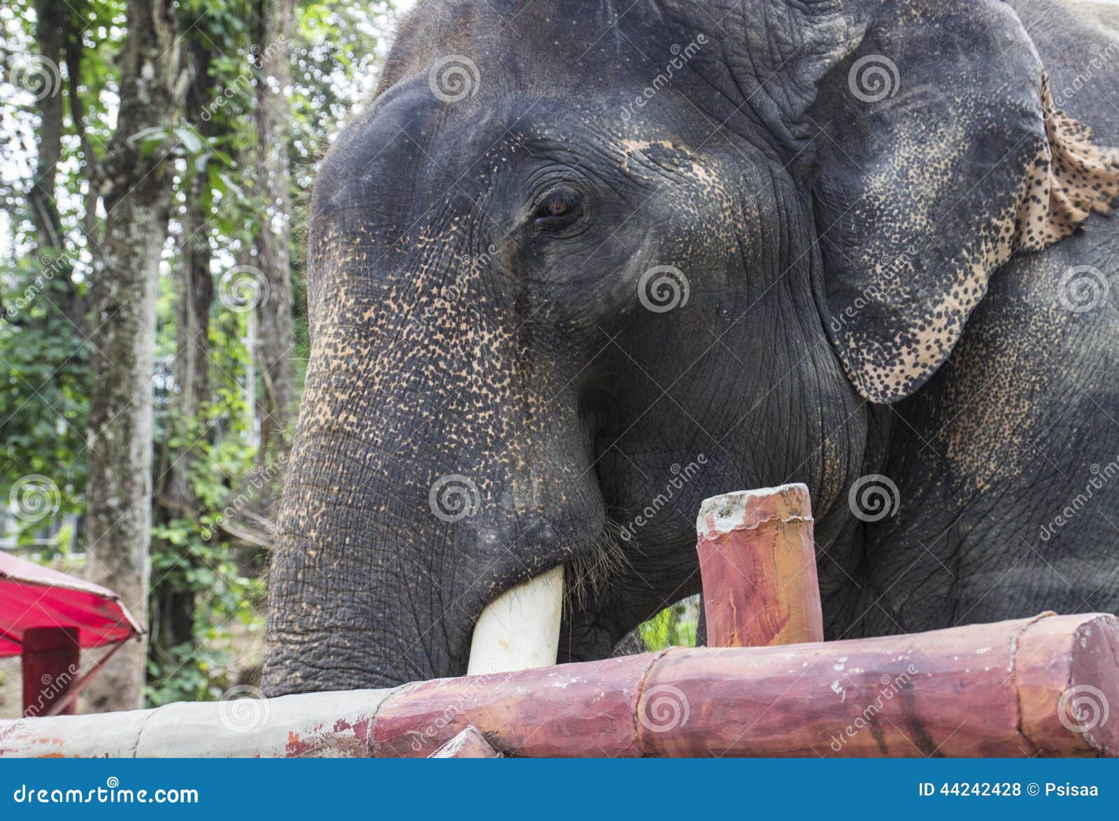 Asian elephant with ivory stock photo. Image of grey - 44242428