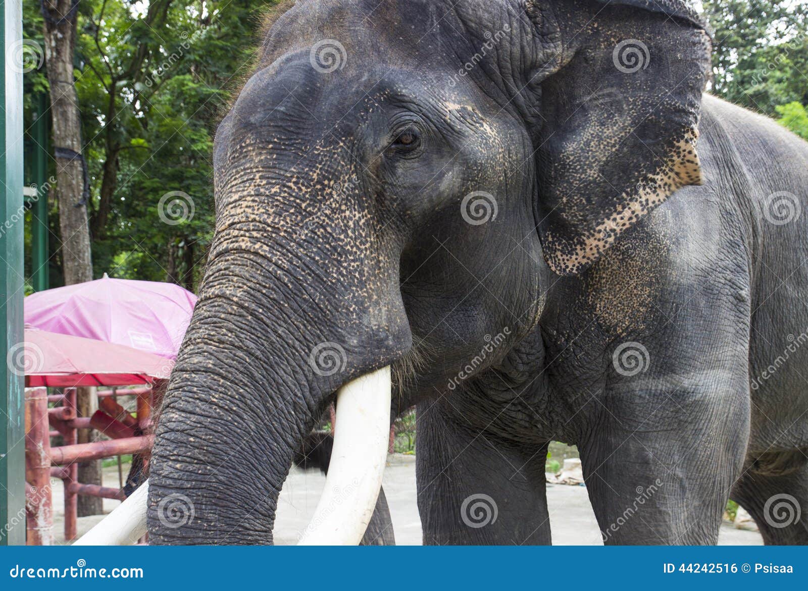 Asian elephant with ivory stock photo. Image of heavy - 44242516