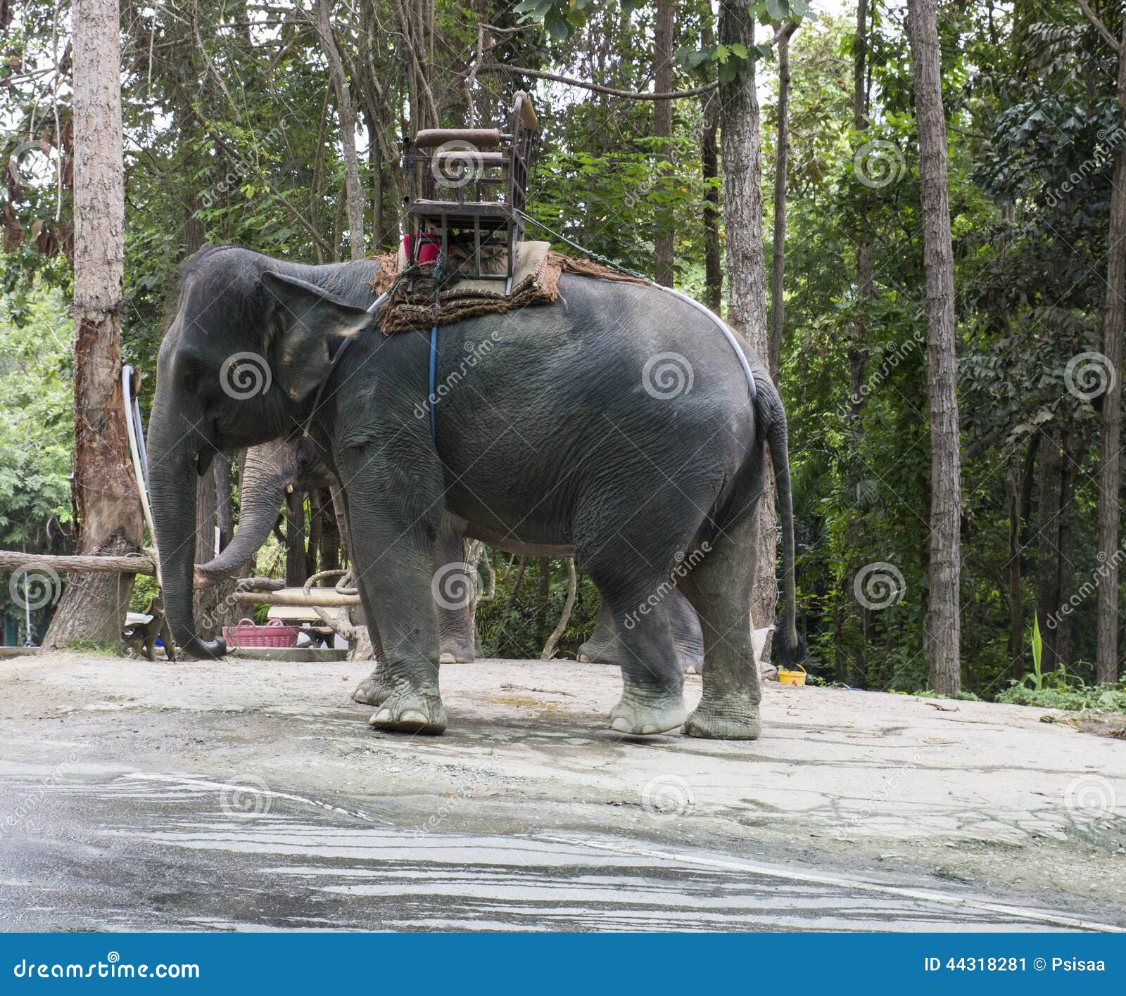 Asian elephant with ivory stock image. Image of nature - 44318281