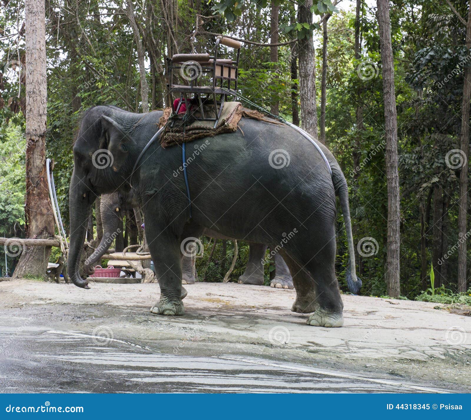 Asian elephant with ivory stock image. Image of single - 44318345