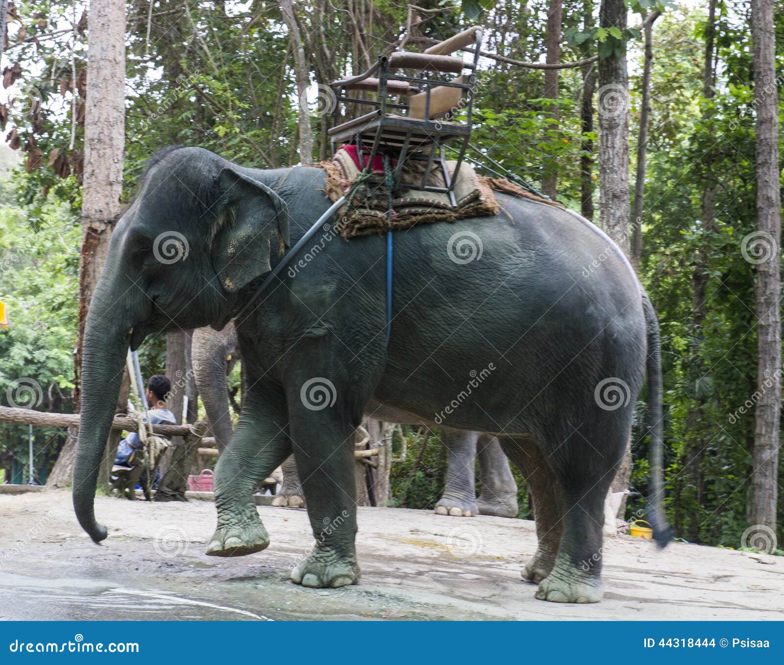 Asian elephant with ivory stock photo. Image of large - 44318444