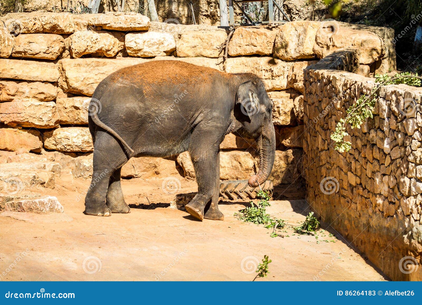 The Asian Elephant, Jerusalem Biblical Zoo in Israel Editorial Stock ...