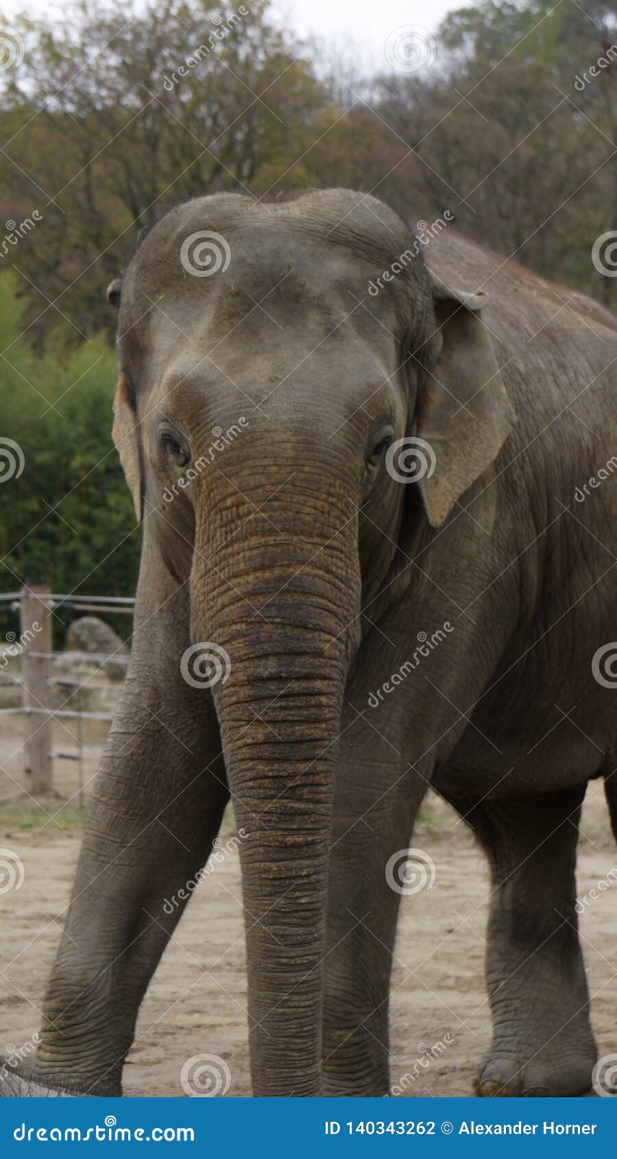 Asian Elephant Looking at Camera Stock Photo - Image of landscape ...