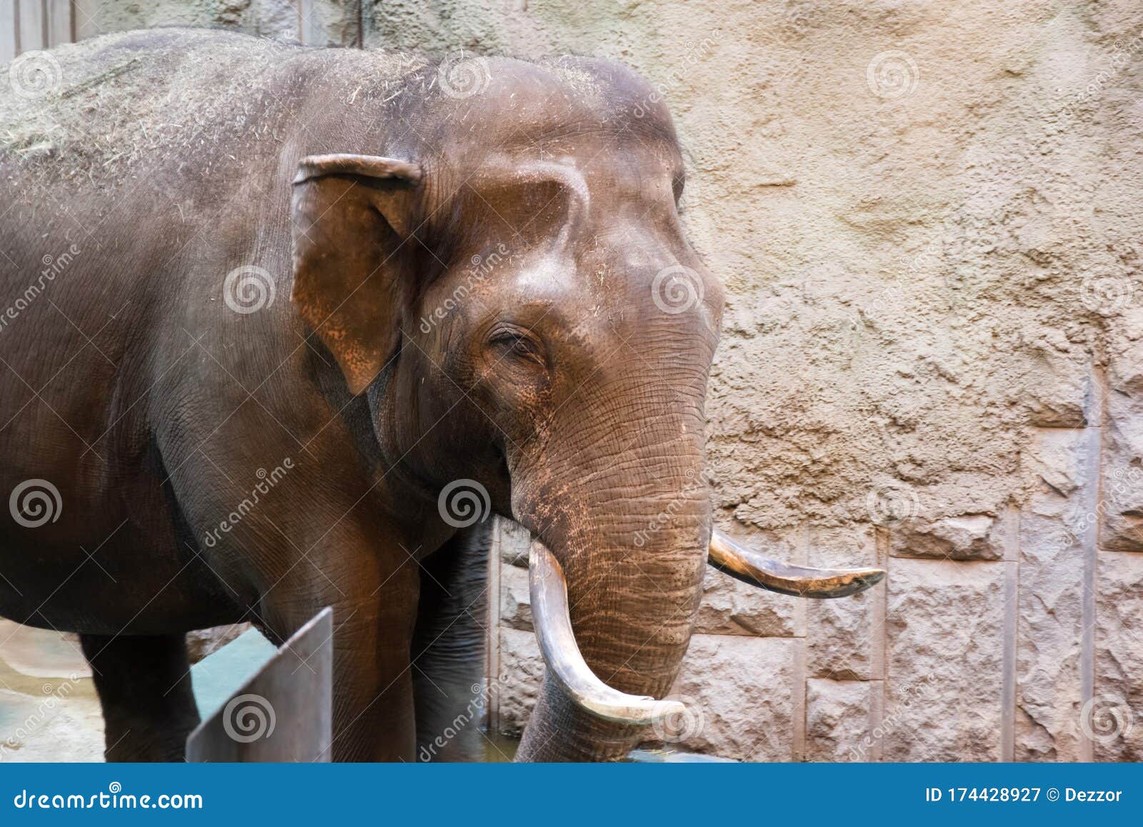 Asian Elephant in a Male Head Close Up View Stock Image - Image of head ...