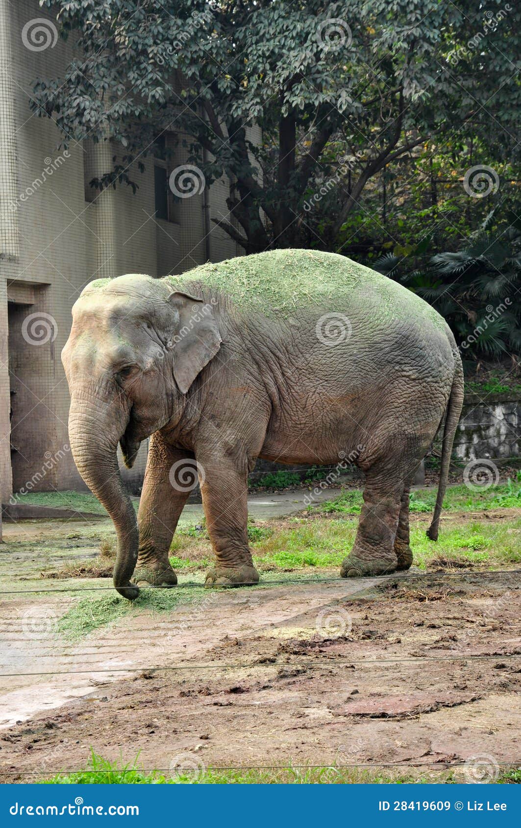 Elephant Nose Printable