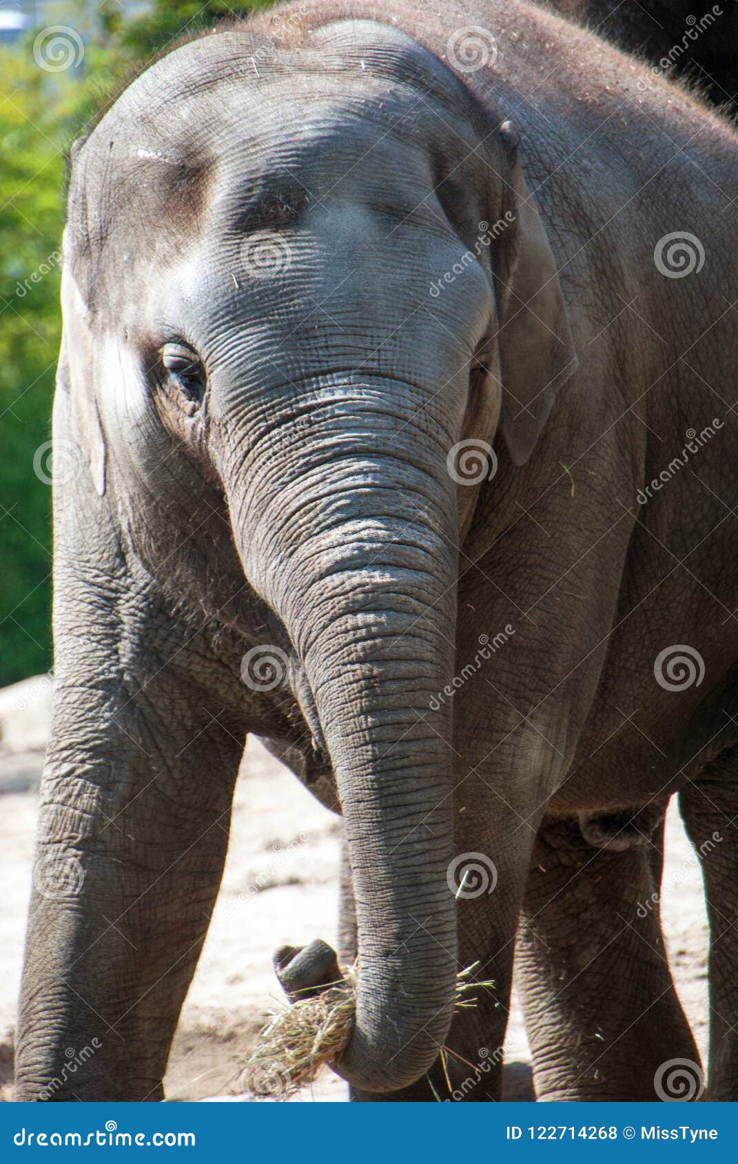 Asian Elephant Playing Around in the Sun Stock Photo - Image of ...