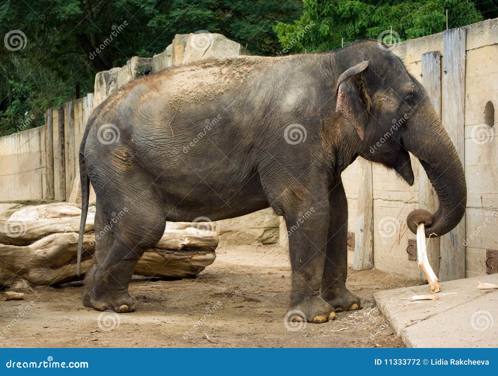 Elephant Playing In The Mud Royalty-Free Stock Photo | CartoonDealer ...