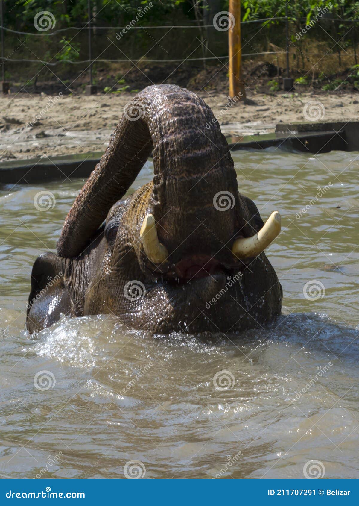 Asian Elephant is Having Bath in a Pool Stock Image - Image of asiatic ...