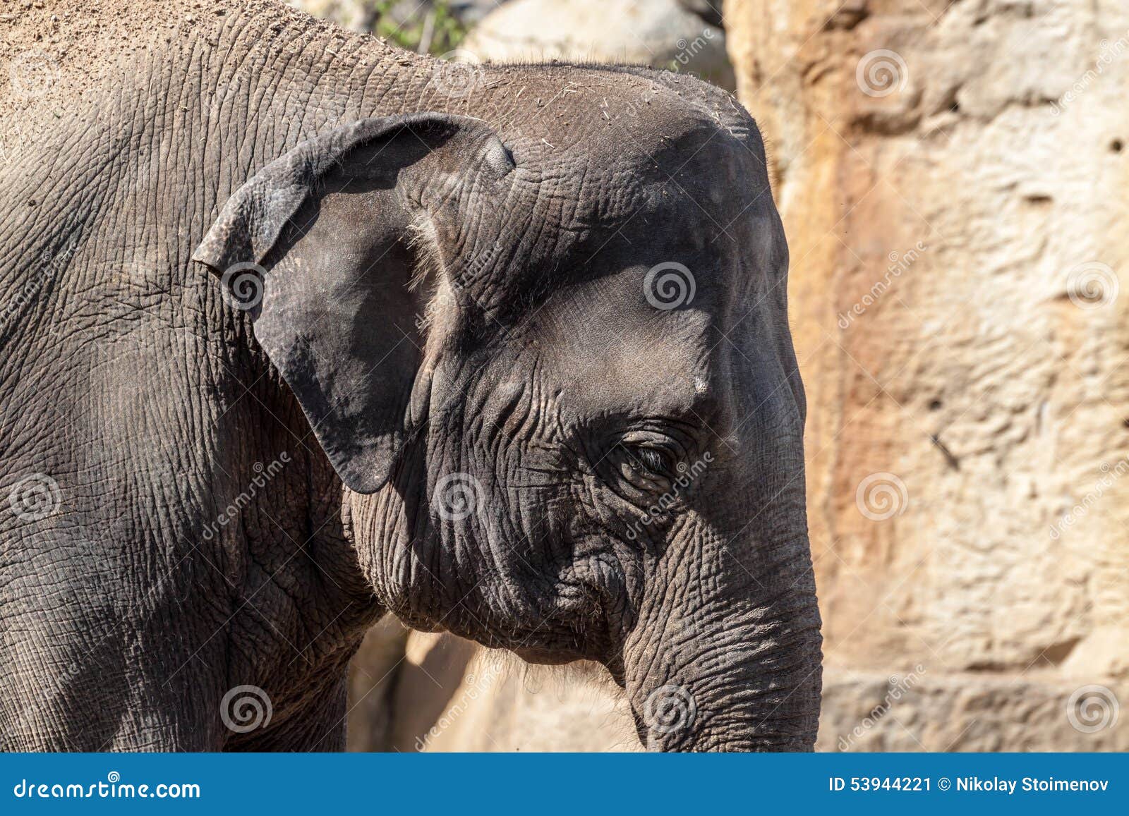 Asian Elephant stock image. Image of wildlife, indian - 53944221