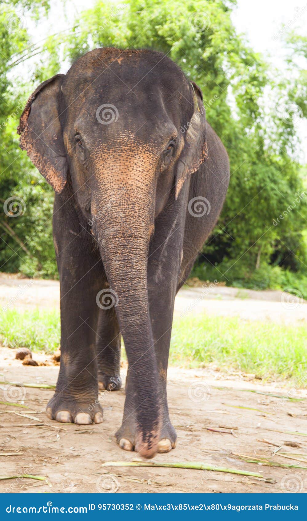 Asian elephant portret stock photo. Image of nature, beautiful - 95730352