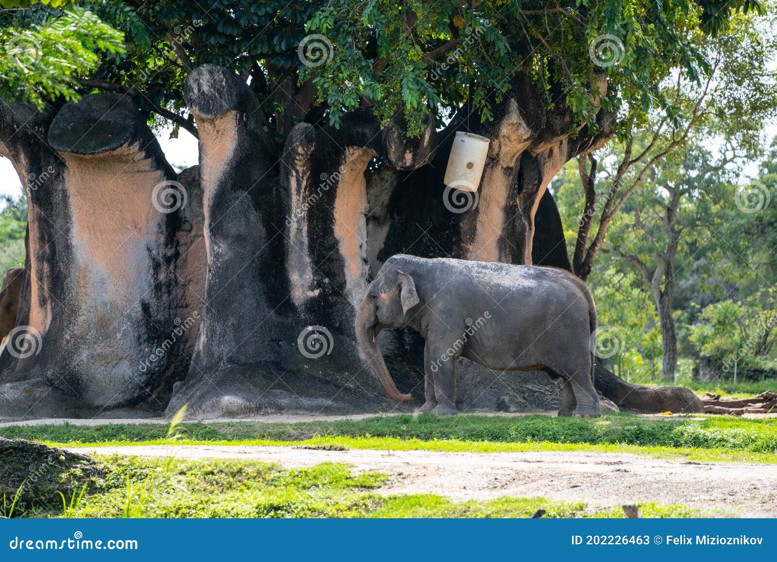 Asian Elephant Posed by a Tree Wildlife Photo Stock Image - Image of ...