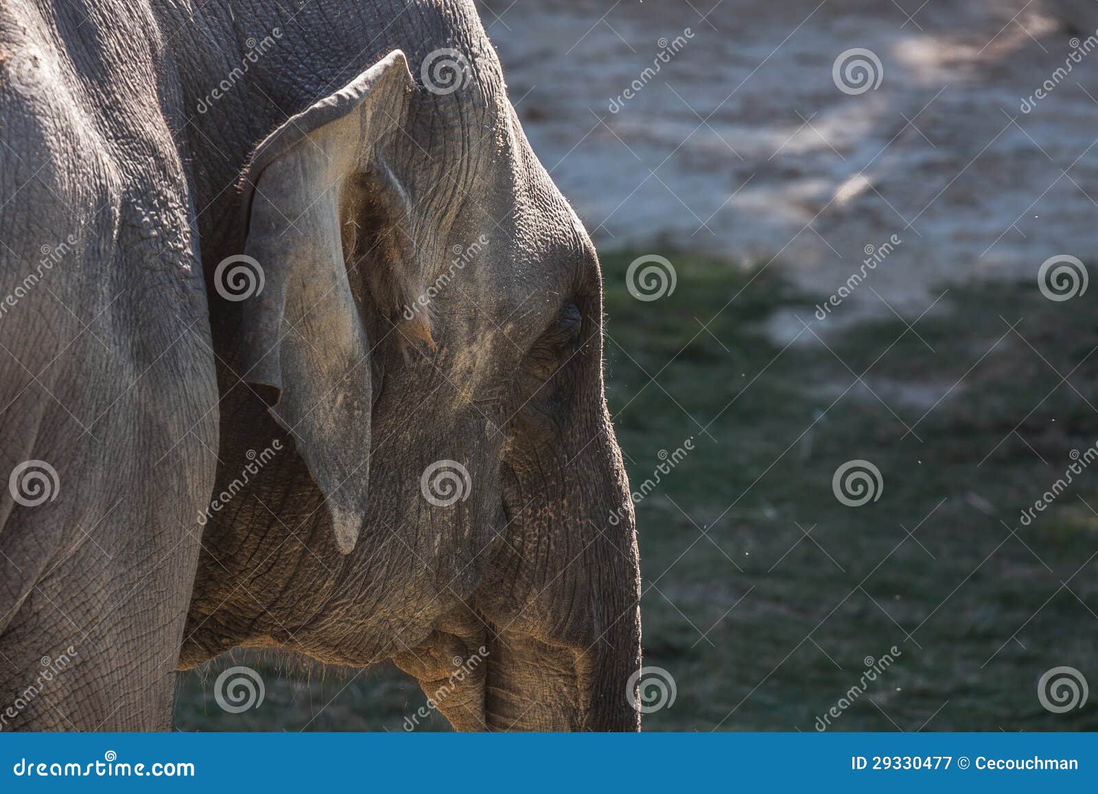 Asian Elephant in Profile stock image. Image of rough - 29330477