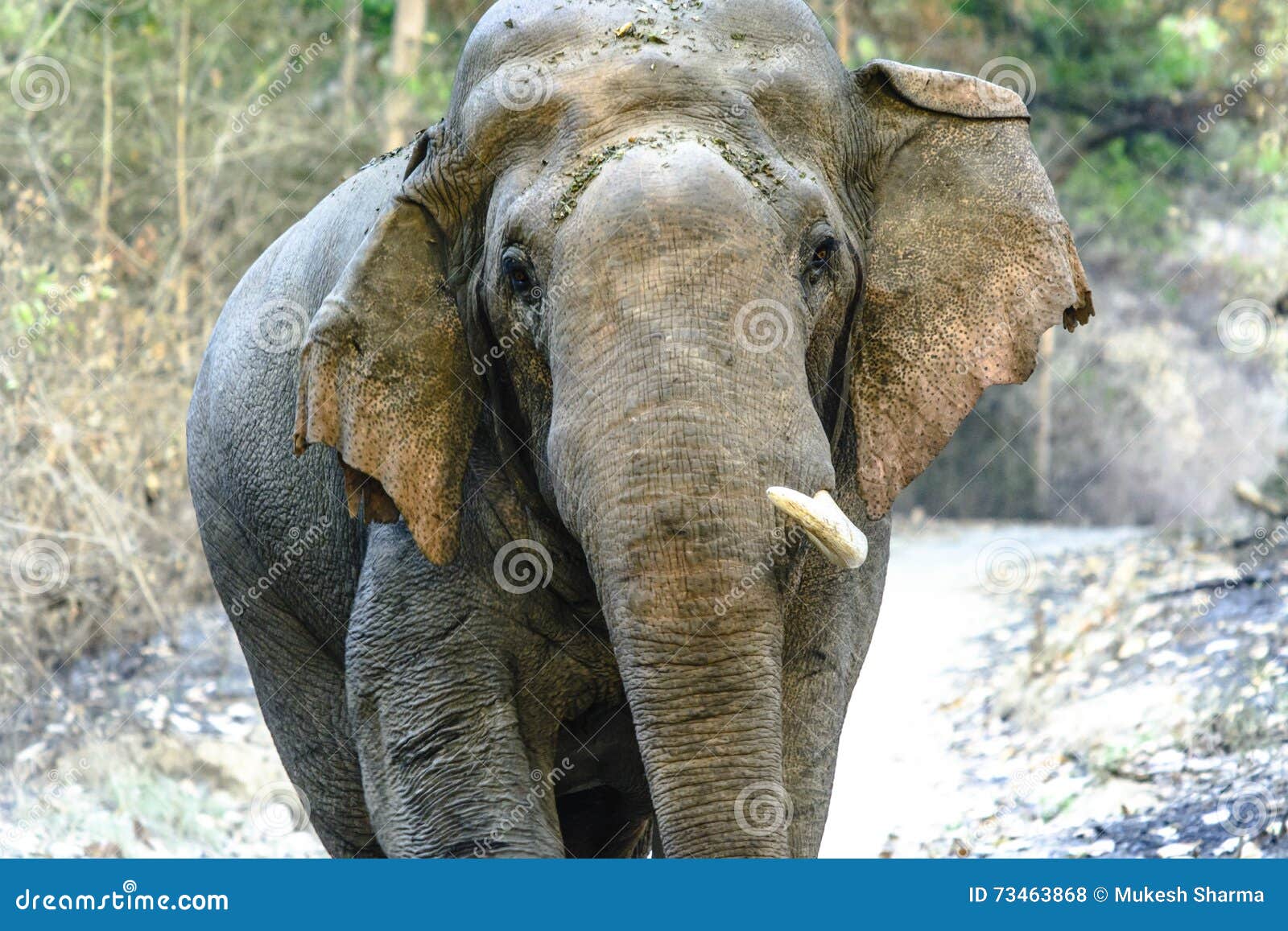 Asian Elephant stock photo. Image of tusks, attacks, single - 73463868