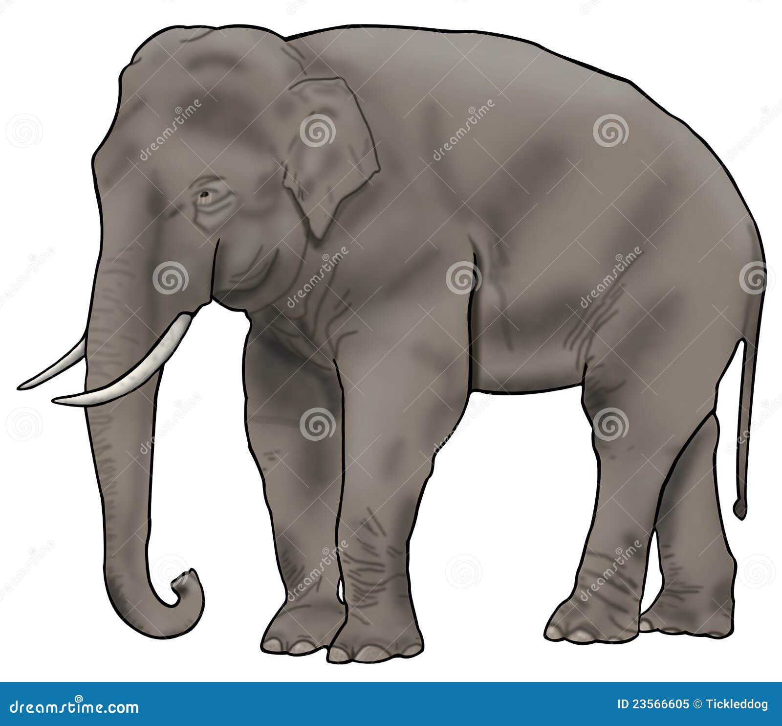 The Asian Elephant Elephas Maximus Side View. Ink Black And White ...