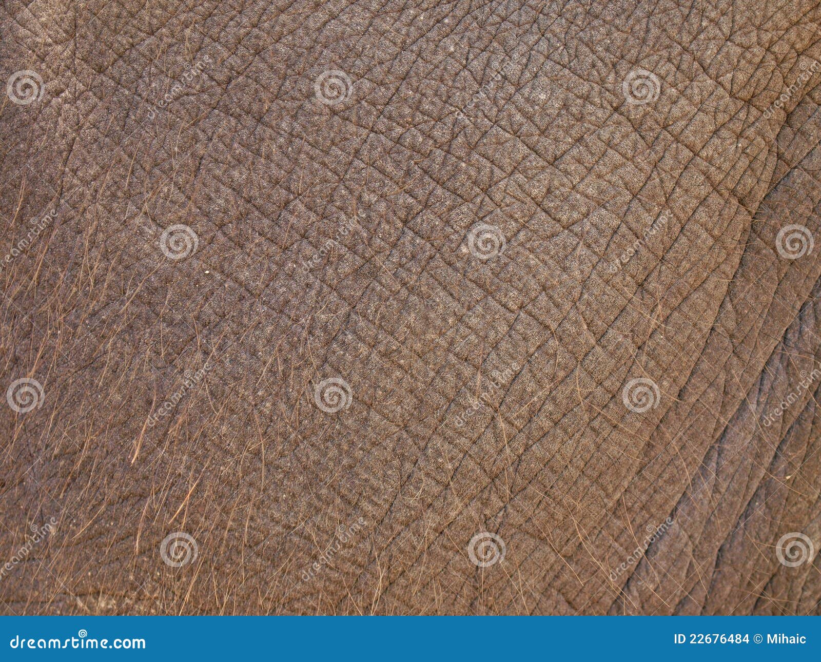Asian Elephant Skin Closeup Stock Photo - Image of mouth, close: 22676484