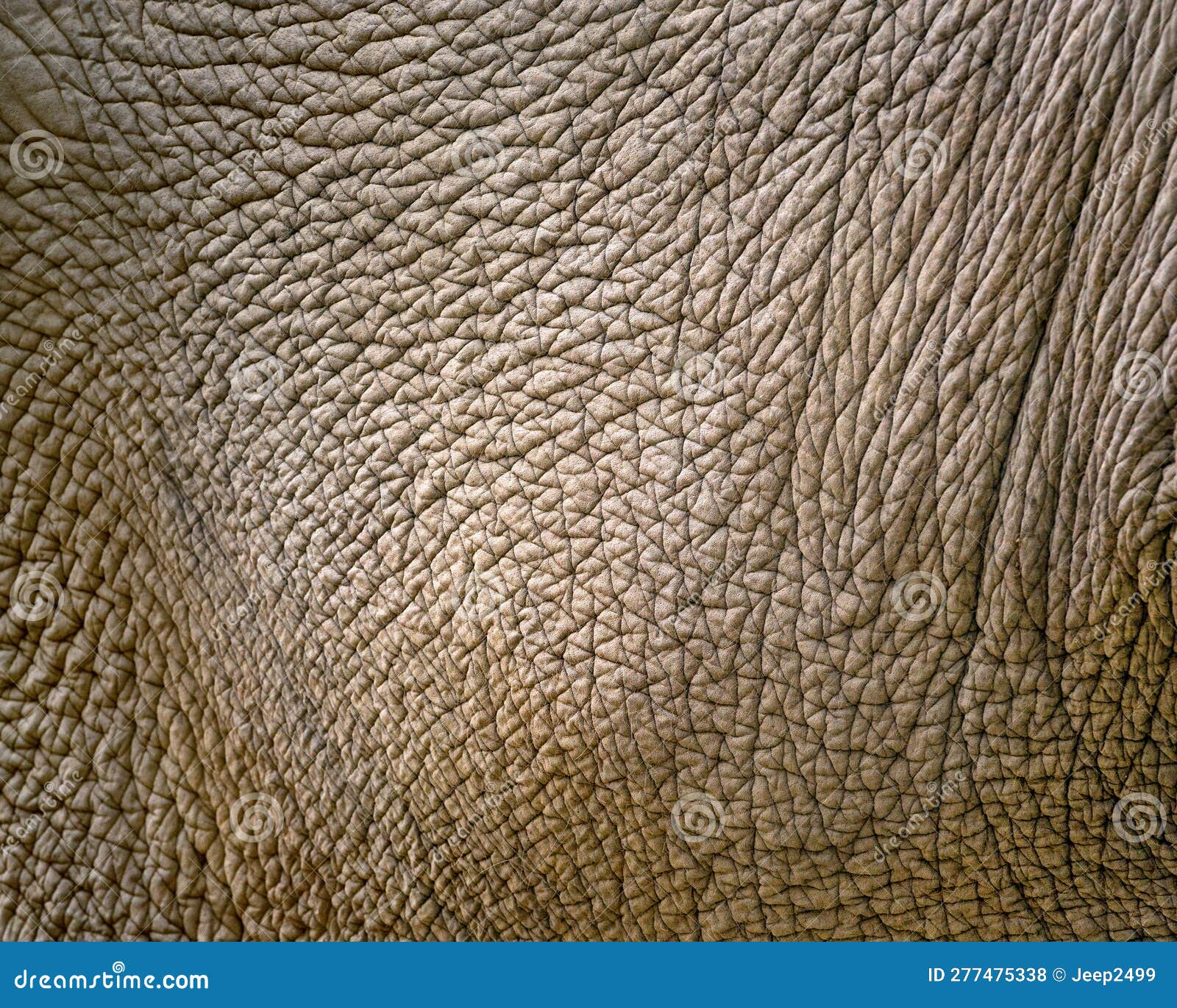 Asian Elephant Skin Pattern. Stock Photo - Image of wrinkle, animal ...