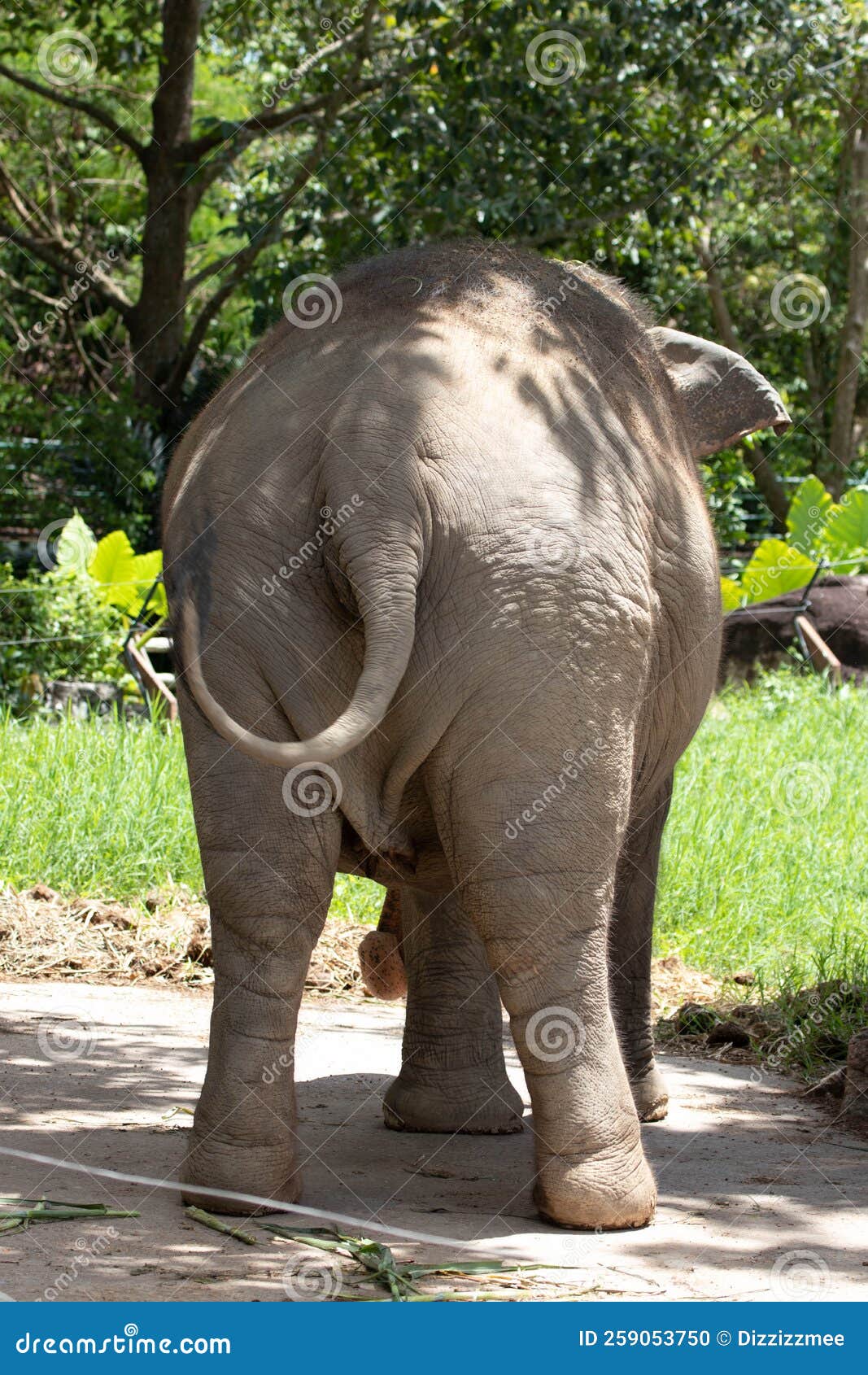 Asian Elephant Standing on the Yard Stock Photo - Image of mammal ...