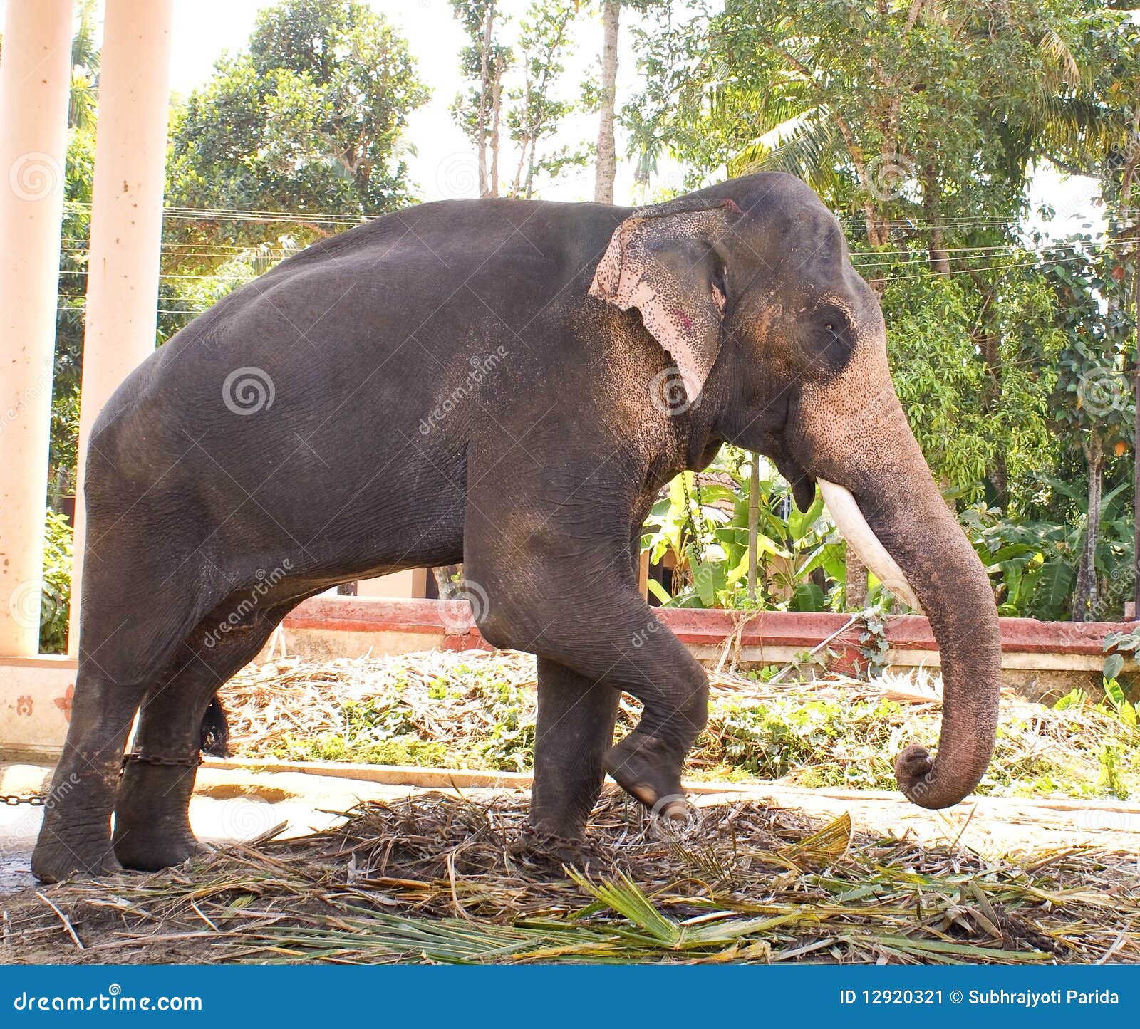 An Asian Elephant Striking a Pose. Stock Image - Image of elephant ...