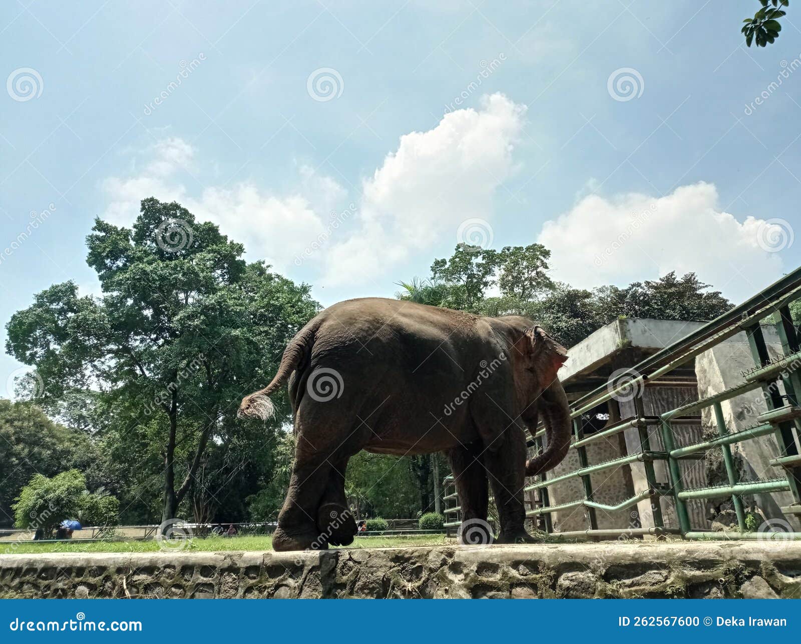 Asian Elephant Walking in the Enclosure Stock Photo - Image of ...