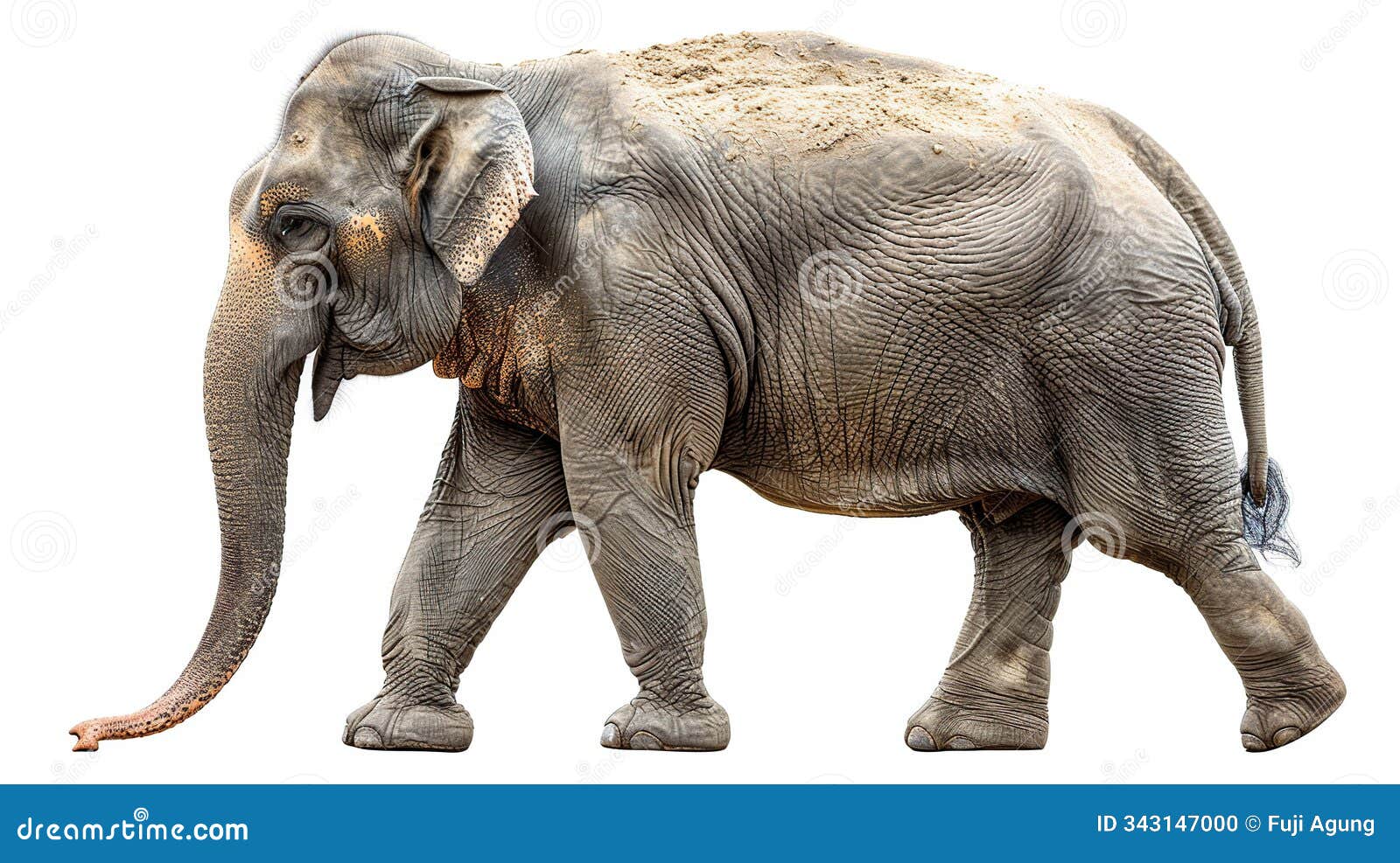 An Asian Elephant Walks Forward on a White Background Stock ...
