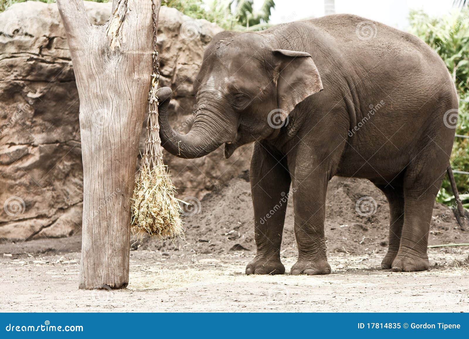 Asian Elephant in Zoo, Eating Straw. Stock Image - Image of trunk ...
