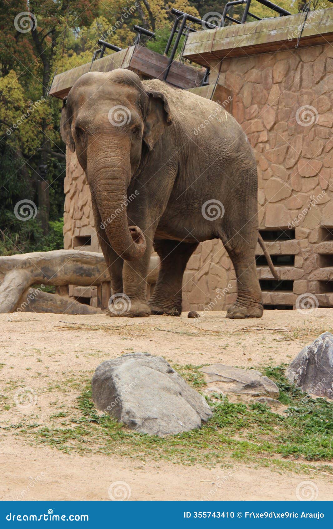 Asian Elephant in a Zoo in Osaka - Japan Stock Photo - Image of ...