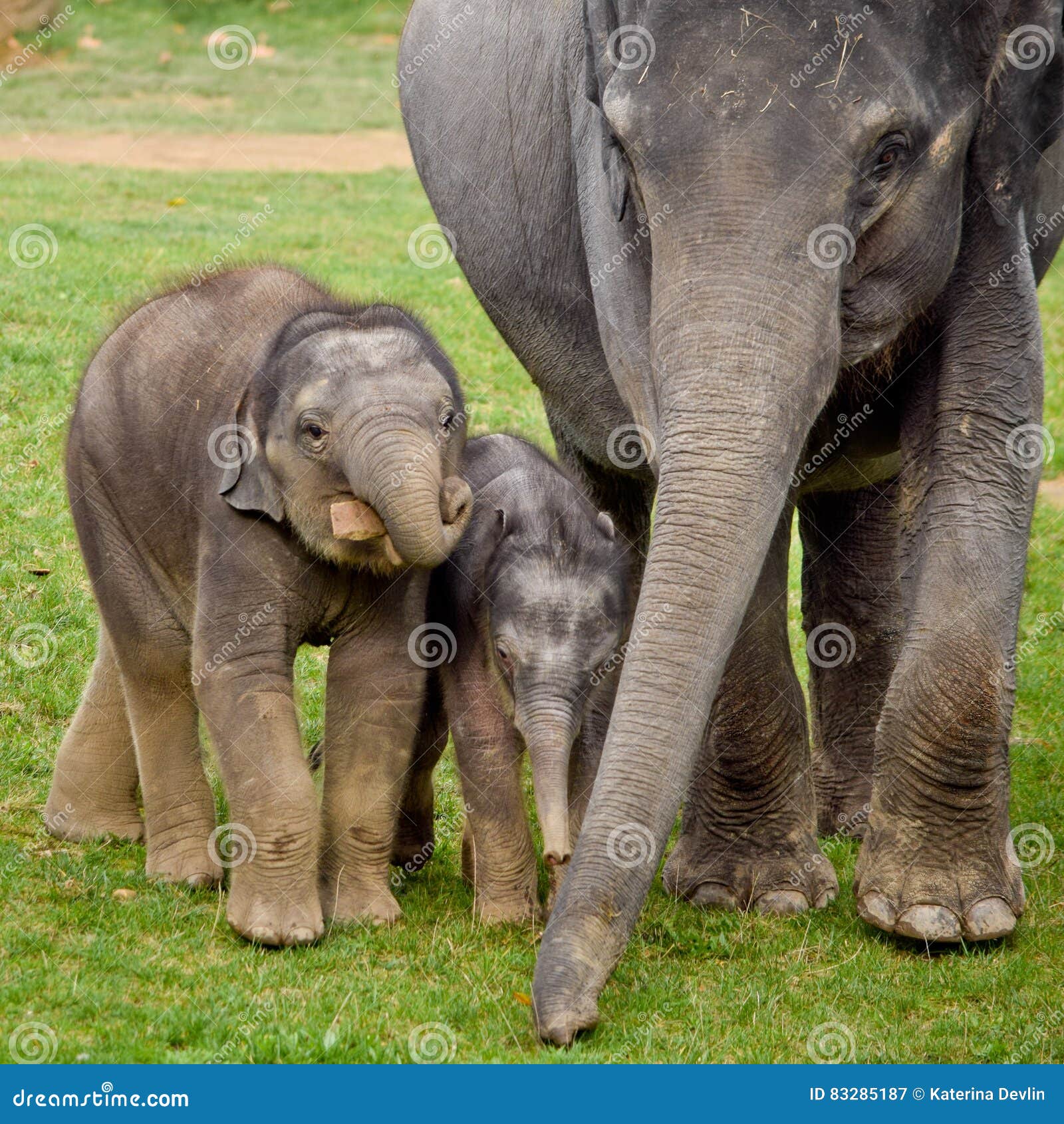 Asian elephants stock image. Image of ears, cute, nature - 83285187