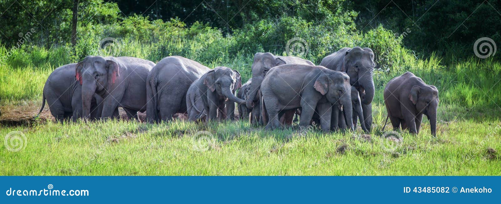 Asian elephants stock photo. Image of landscape, green - 43485082