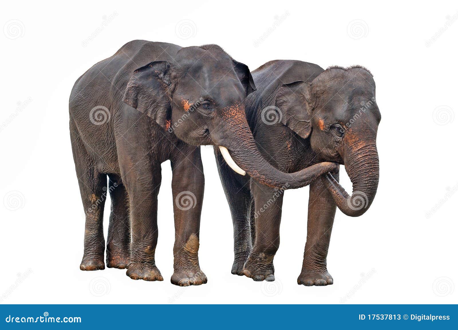 Asian Elephants Isolated on White Background Stock Image - Image of ...