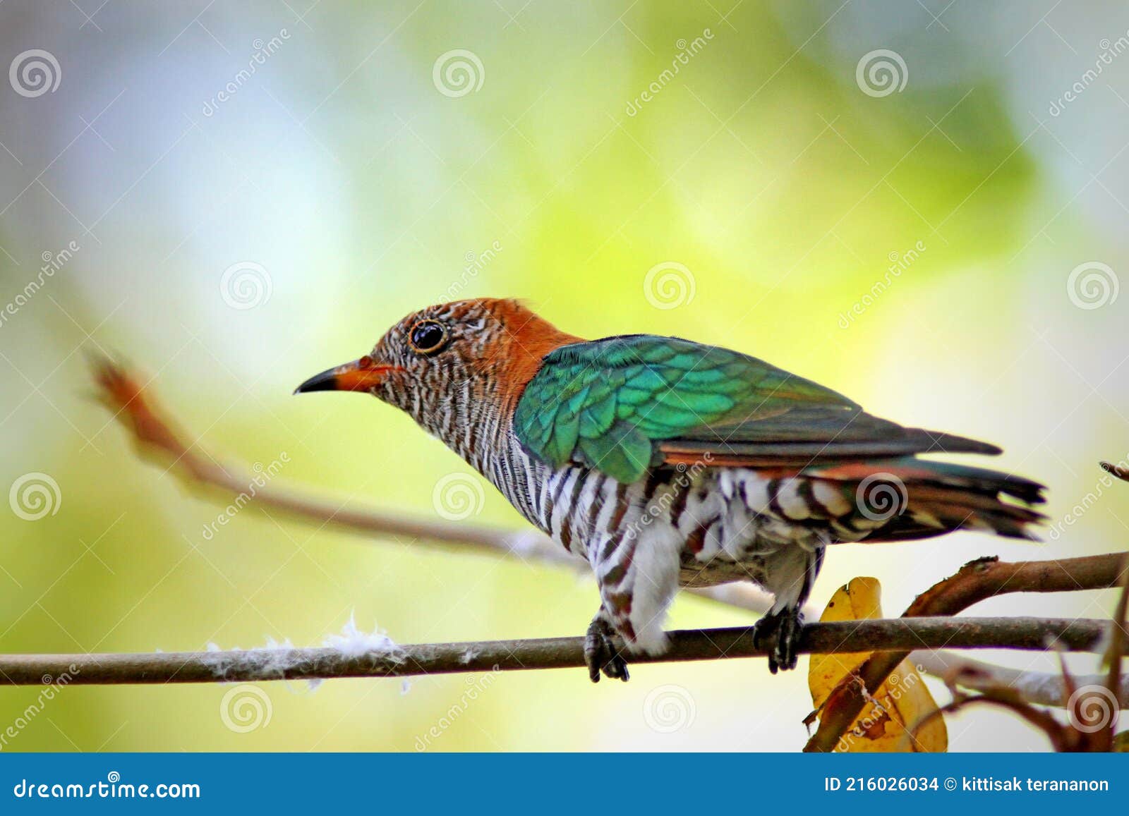 Asian Emerald CuckooÂ stock photo. Image of nature - 216026034