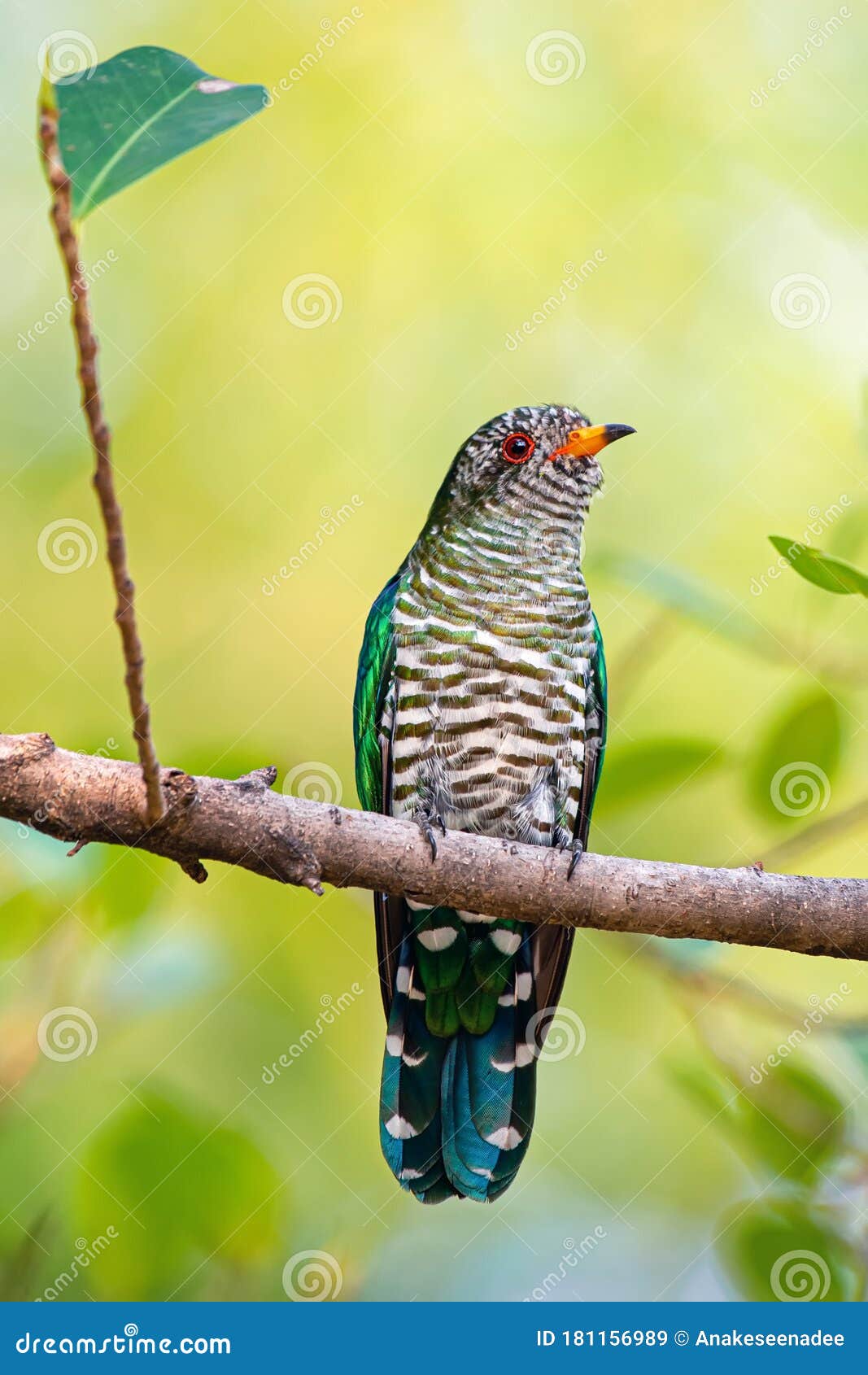 Cuckoo Bird On Tree-Koyal Bird Stock Photography | CartoonDealer.com ...