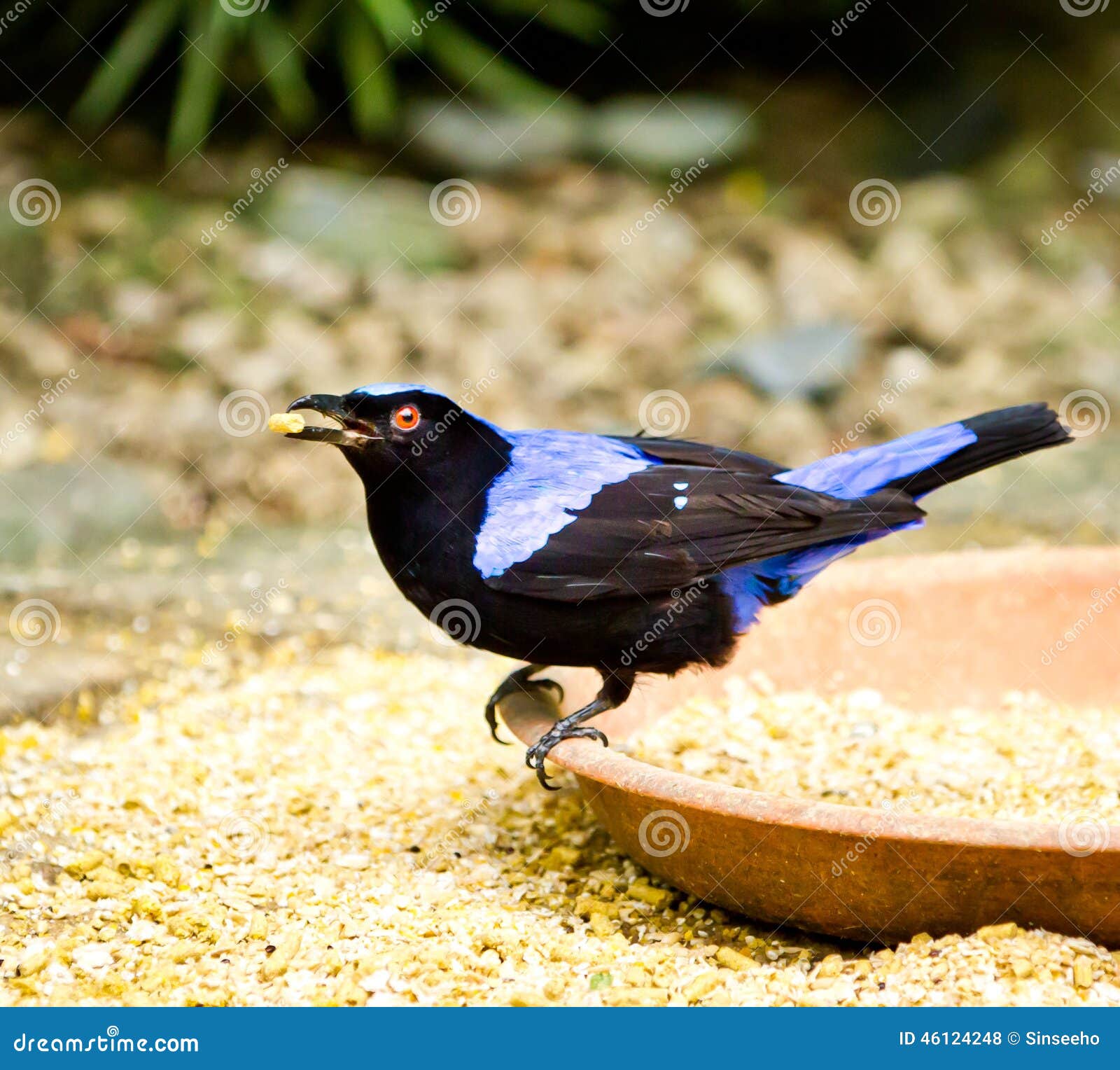 Asian Fairy Blue Bird stock photo. Image of color, fauna - 46124248