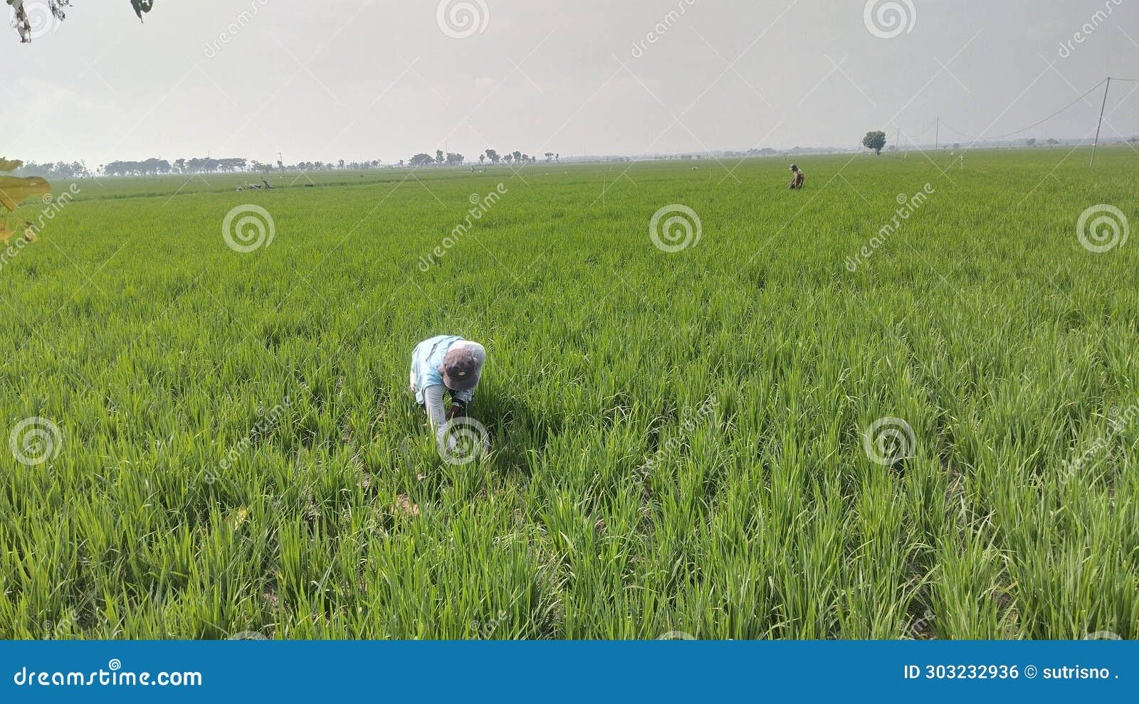 An Asian Farmer is Cleaning Weeds on Rice Plants Stock Photo - Image of ...
