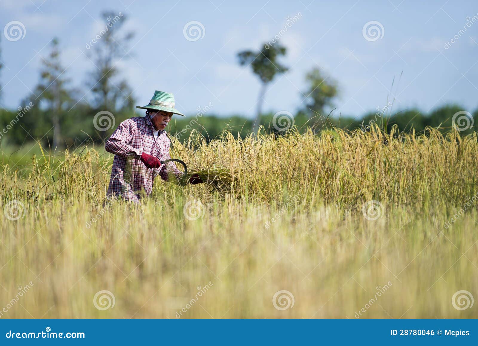 Asian Farmer Harvesting Rice Stock Photo - Image of farmland, nature ...