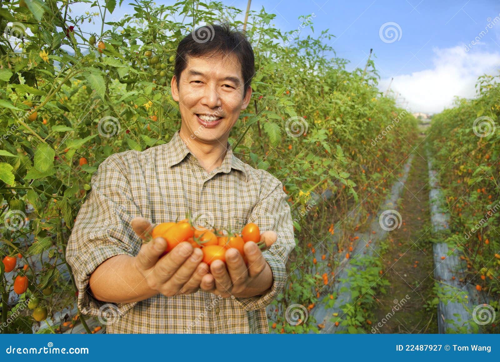 Asian Farmer Holding Tomato Stock Image - Image of plants, green: 22487927