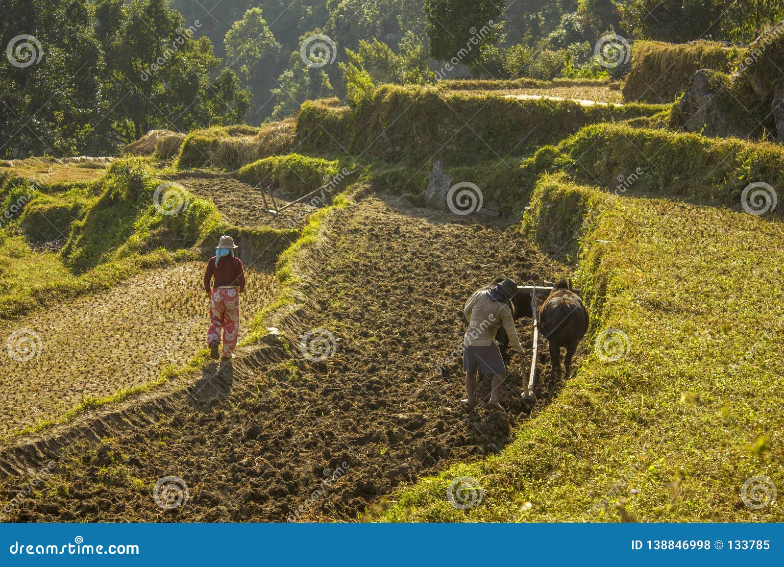 Asian Farmer Plows Rice Field with Buffaloes Editorial Stock Photo ...