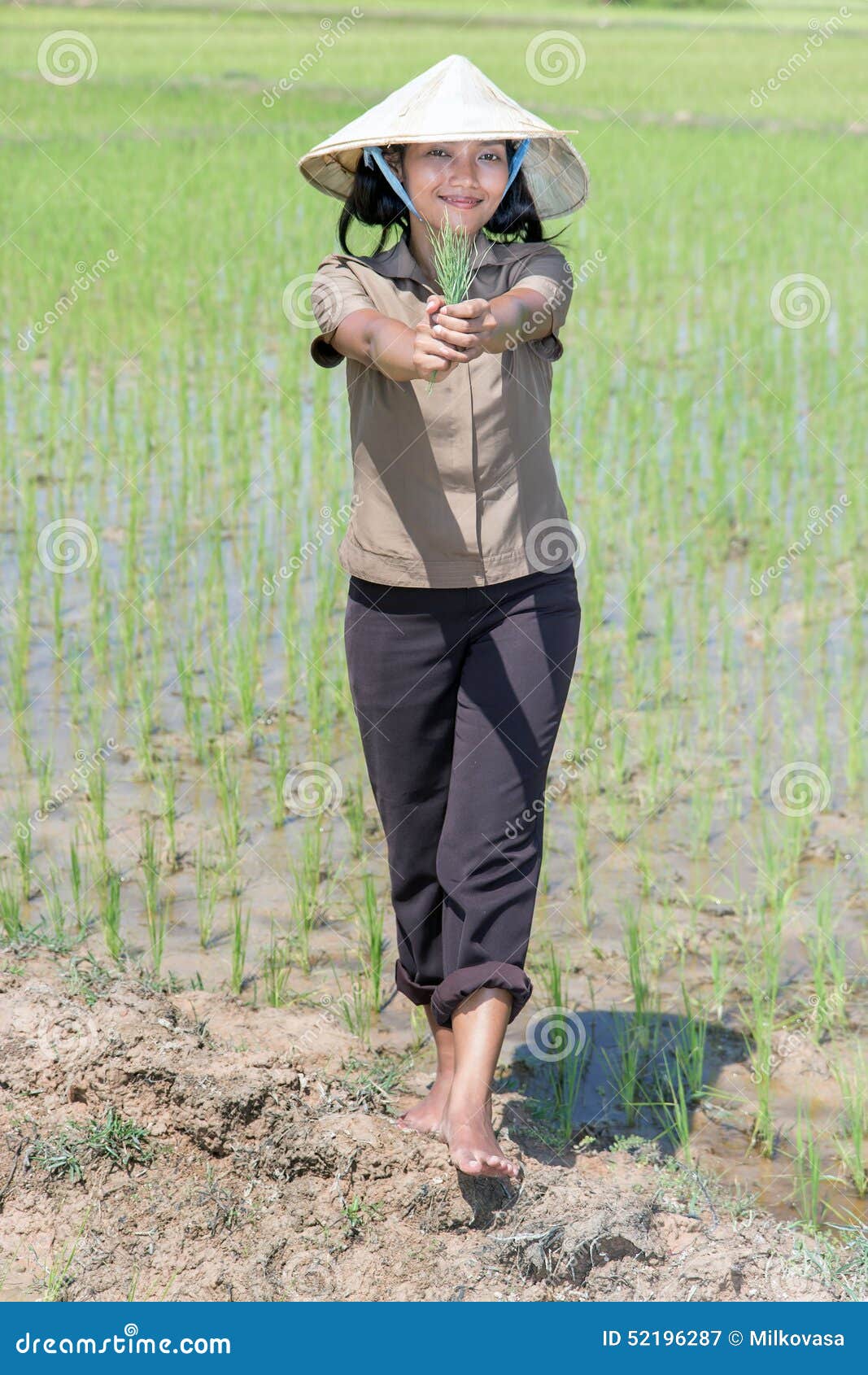 Asian Farmer in the Rice Field Stock Image - Image of cultivation ...