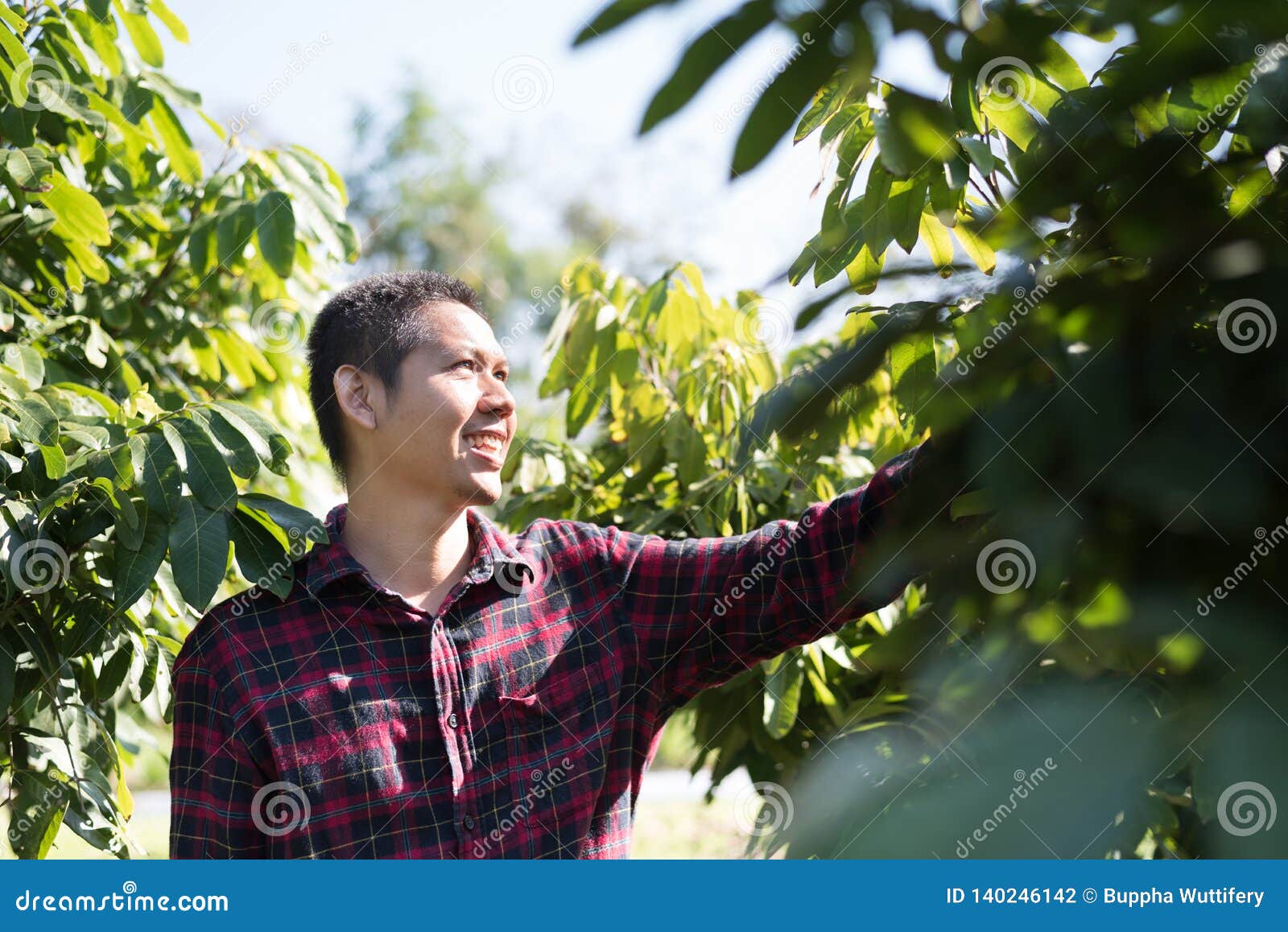 Asian Farmer Working in Longan Field Stock Photo - Image of gardener ...