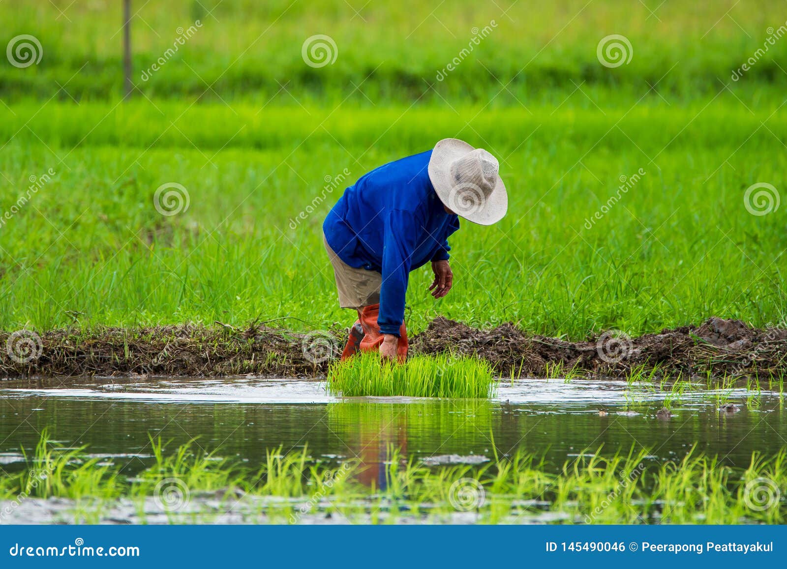 Asian Farmer Transplant Rice Seedlings in Rice Field,Farmer Editorial ...