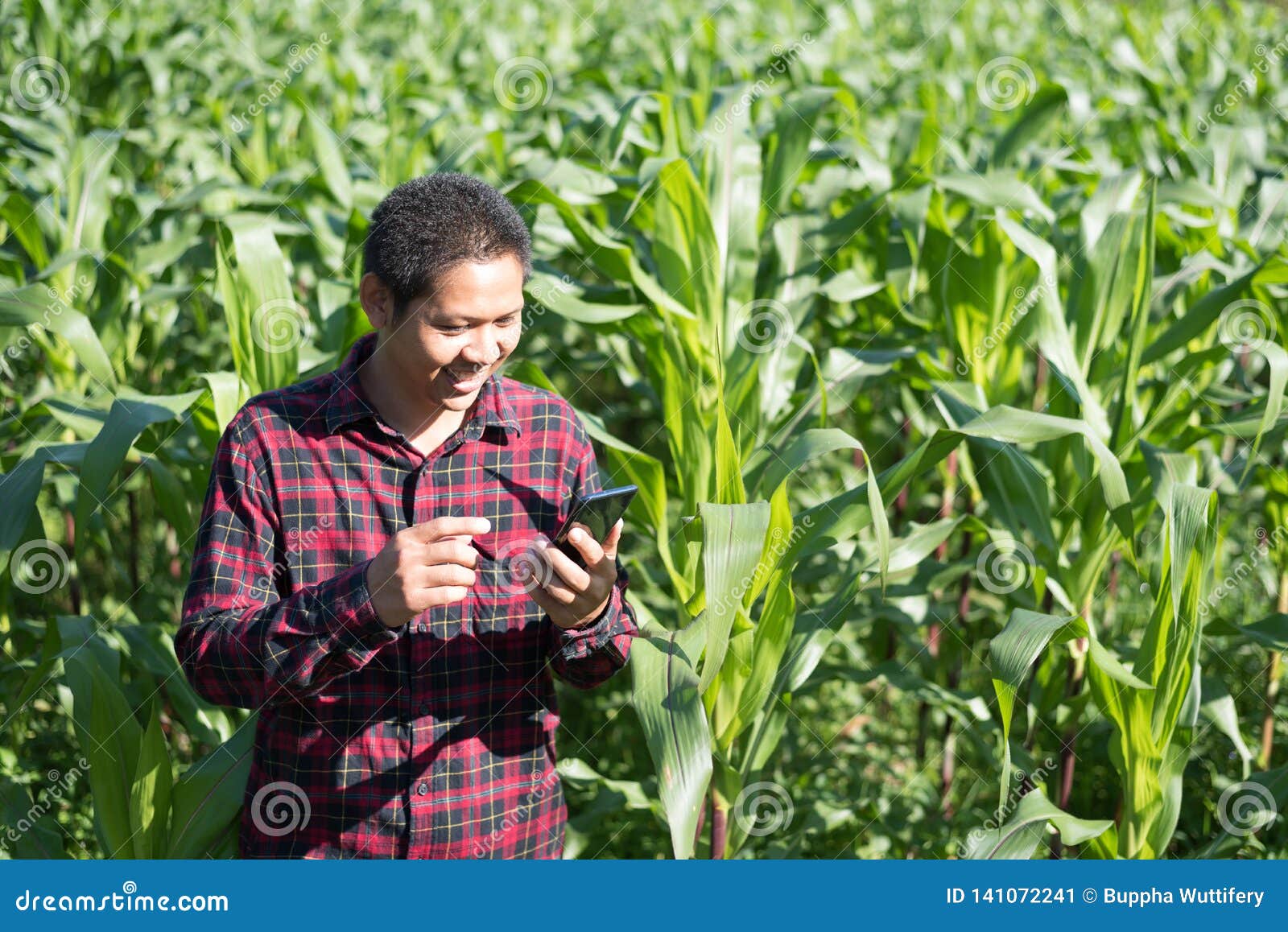 Asian Farmer Using Smartphone in Corn Field Stock Image - Image of ...