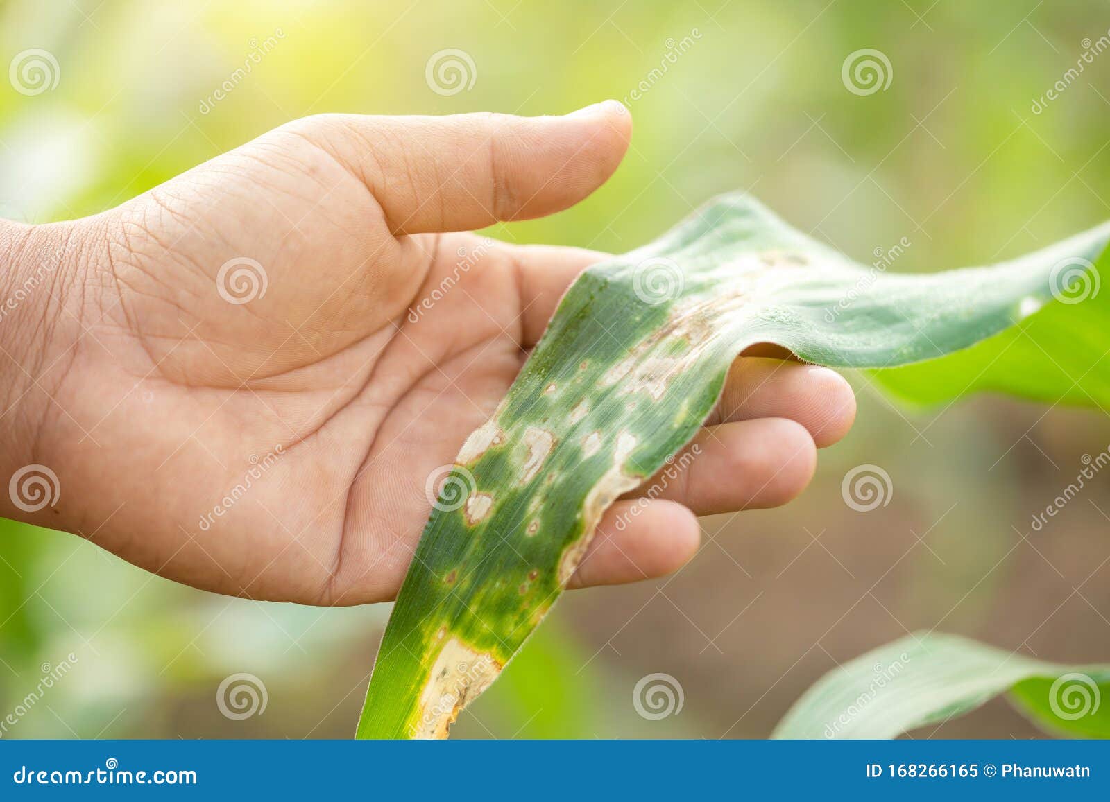 Corn Worm - Caterpillar Corn Borer Important Pest Of Corn Crop ...