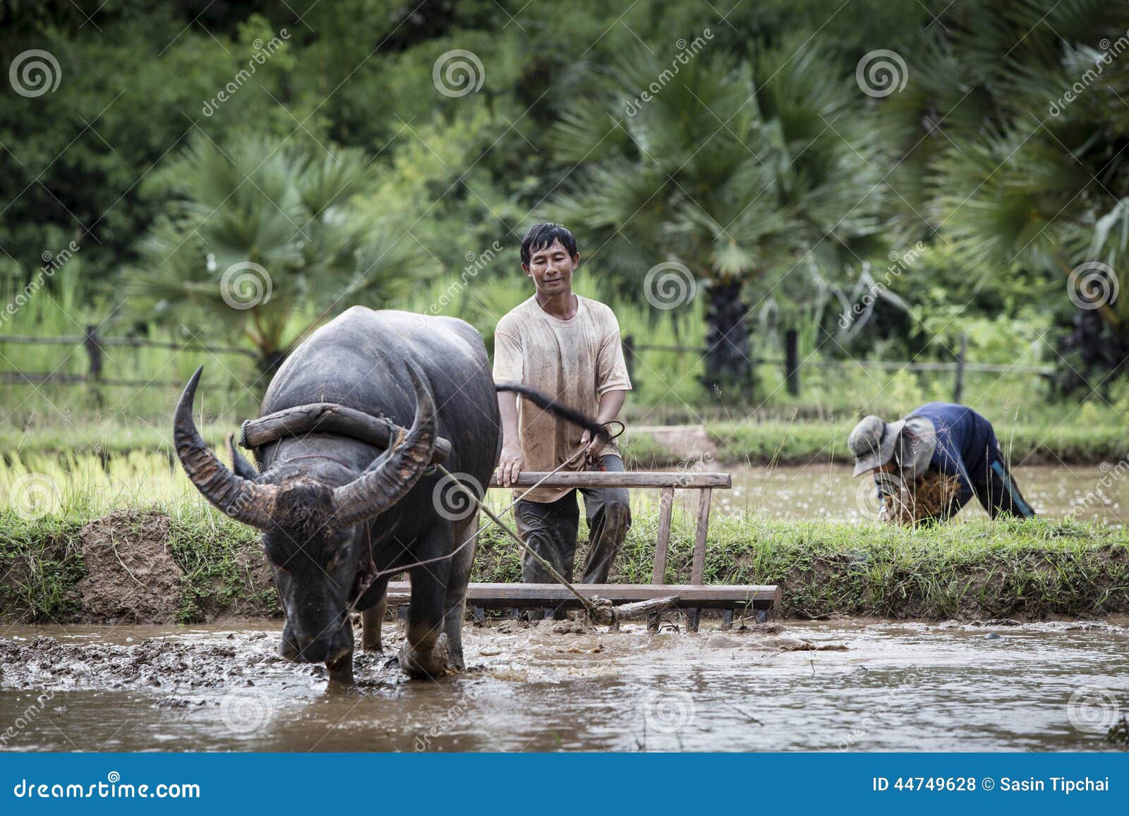 Asian Farmer Working with His Buffalo Stock Photo - Image of field ...