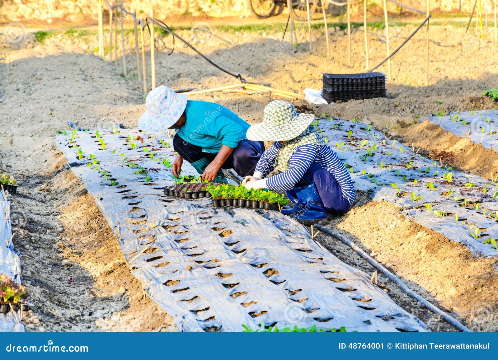 Asian Farmer Working in Hydroponics Farm Stock Image - Image of soil ...