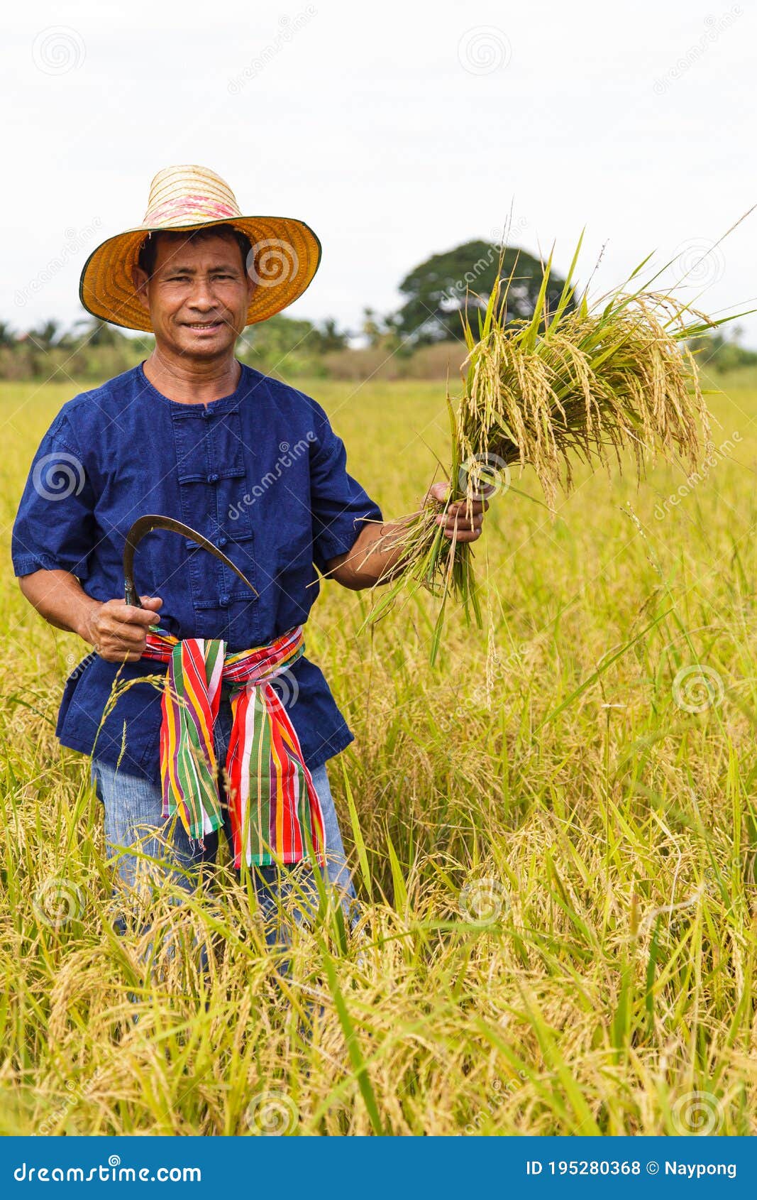Asian Farmer Working in the Rice Field Stock Photo - Image of farmer ...
