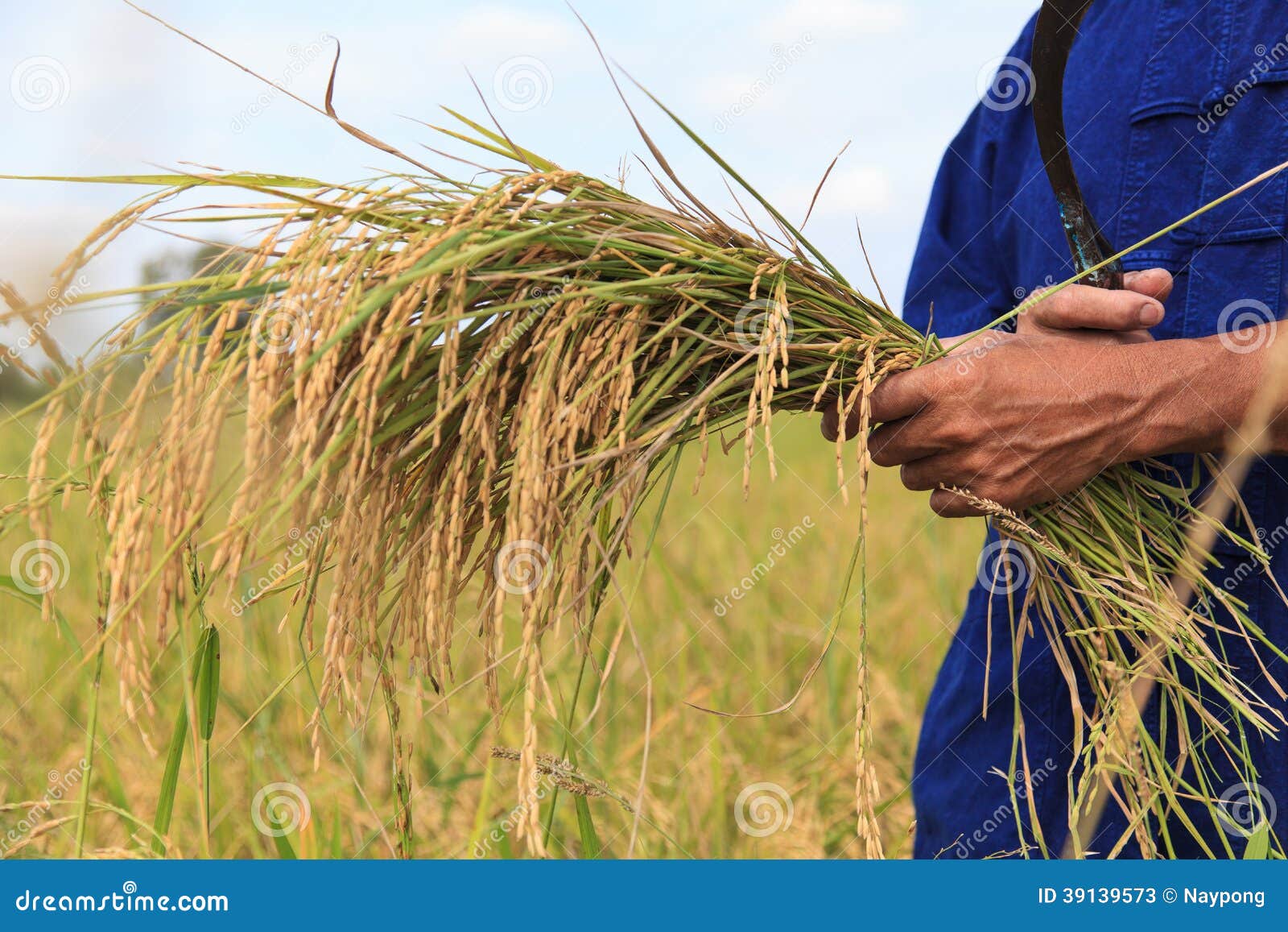 Asian farmer stock image. Image of field, plantation - 39139573