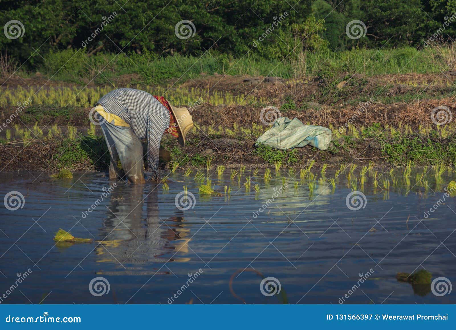 Asian Farmer Working on Rice Field Stock Image - Image of agriculture ...